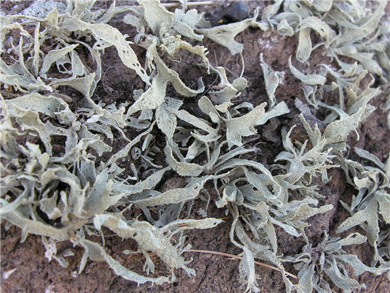 Inform - A Ranger writes: Lichens, a fascinating sybiotic relationship