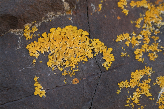 Inform - A Ranger writes: Lichens, a fascinating sybiotic relationship